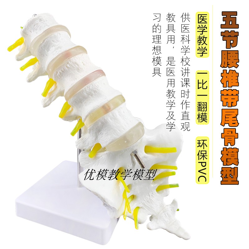 Human spine mold spine, lumbar vertebrae model lumbar structure lumbar ...